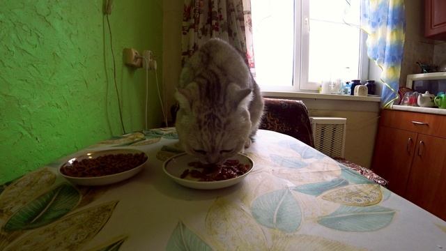 Вильям любит телятину и язык в соусе. #кот #кошки #котик