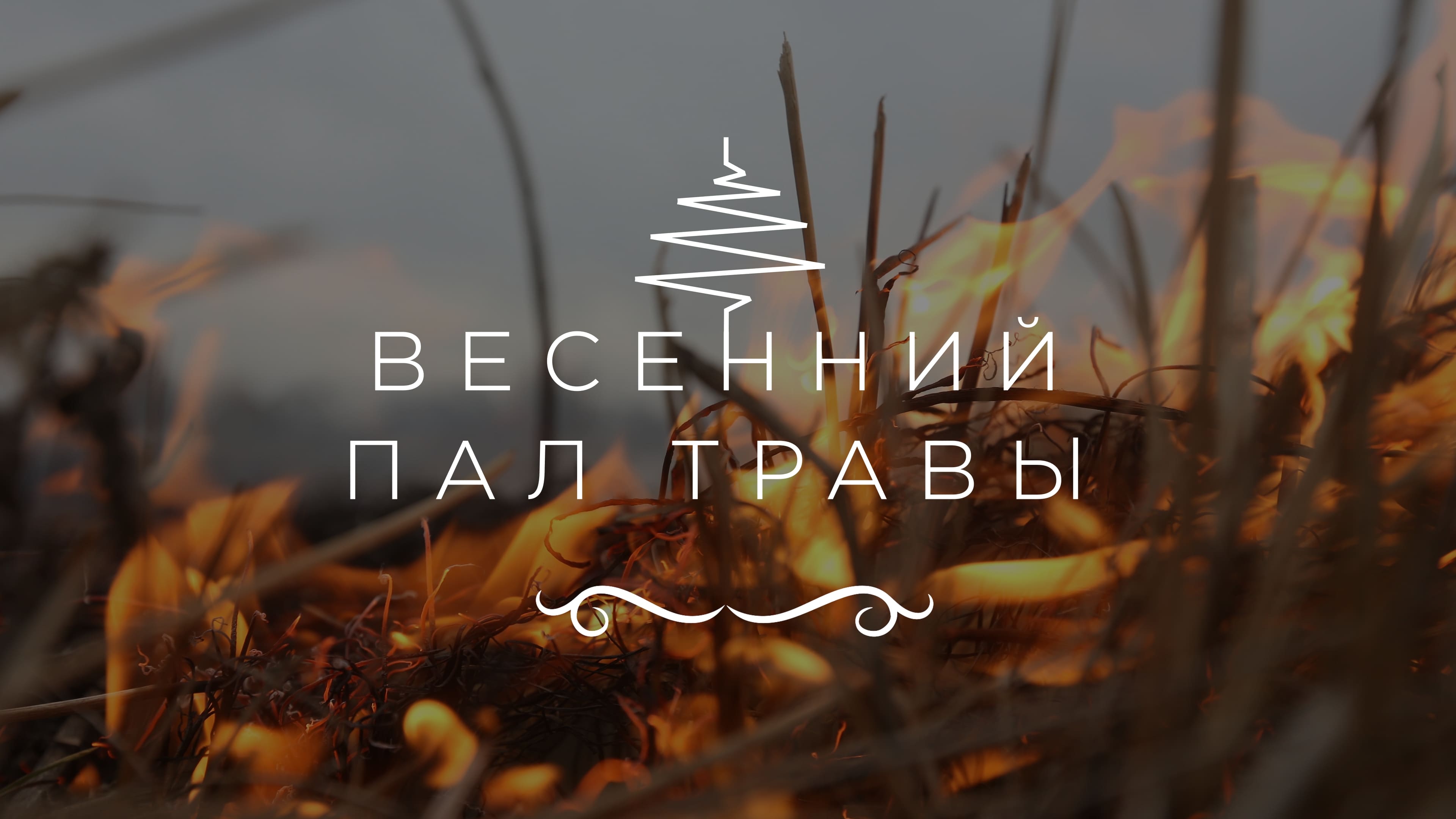 Зеленые о весеннем пале травы  #зеленые #экология