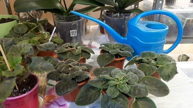 Фиалки! Как ухаживать после пересадки?