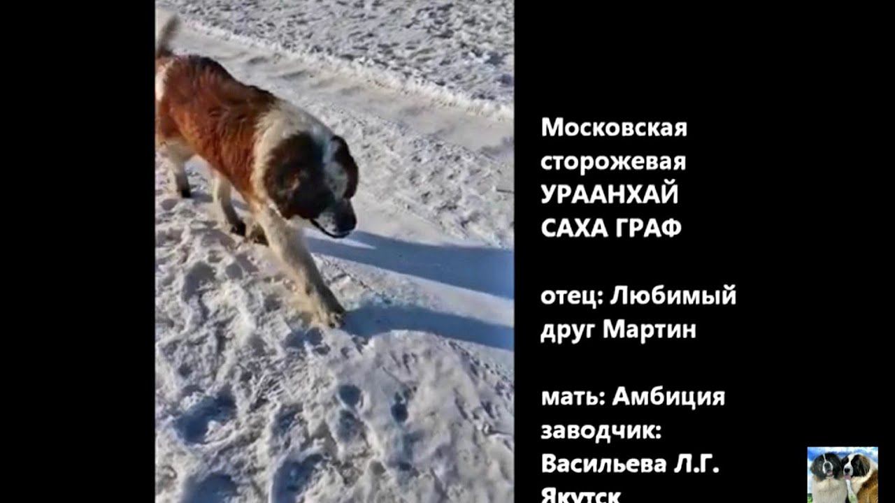Собаки друзей