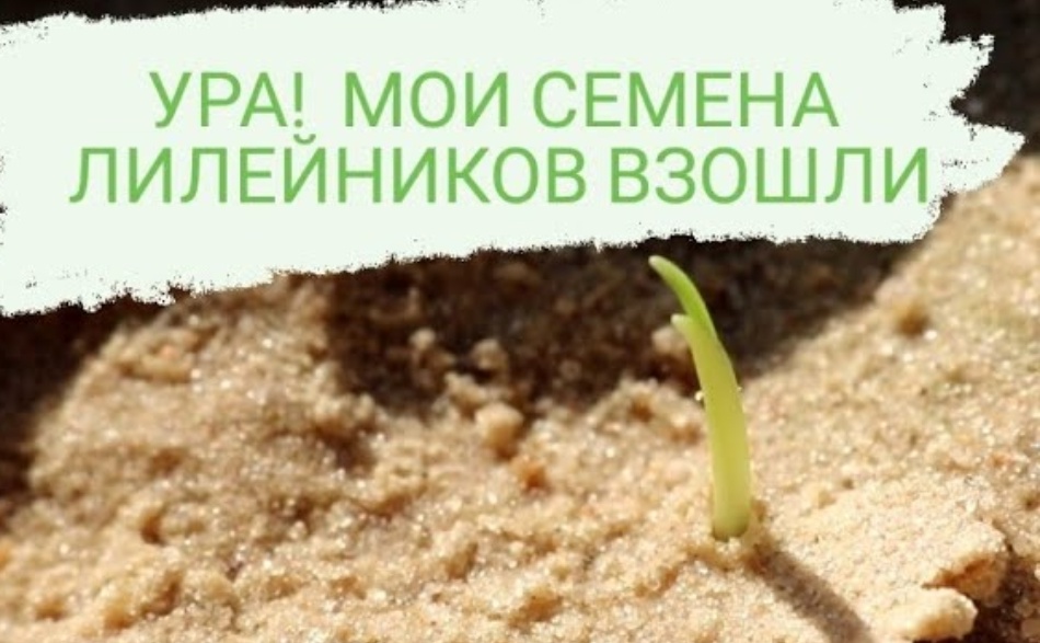 Взошли мои лилейники из семян которые сама опылила.
