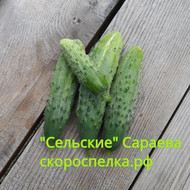 Холодостойкие огурцы. Сорта. Селекция Сараева П.Я.