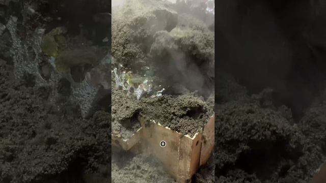 залили металлом орбизы