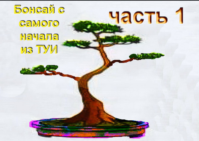 1.Выращиваем бонсай с семечка туи. We grow from a thuja seed..mp4