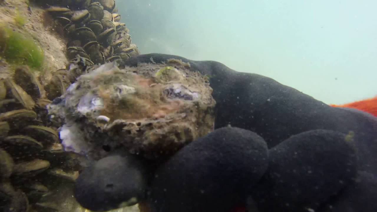 Подводная добыча Наш  Снорклинг.