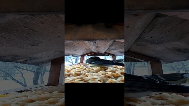 20231205_154311.mp4жизнь кормушки.05.12.2023г.