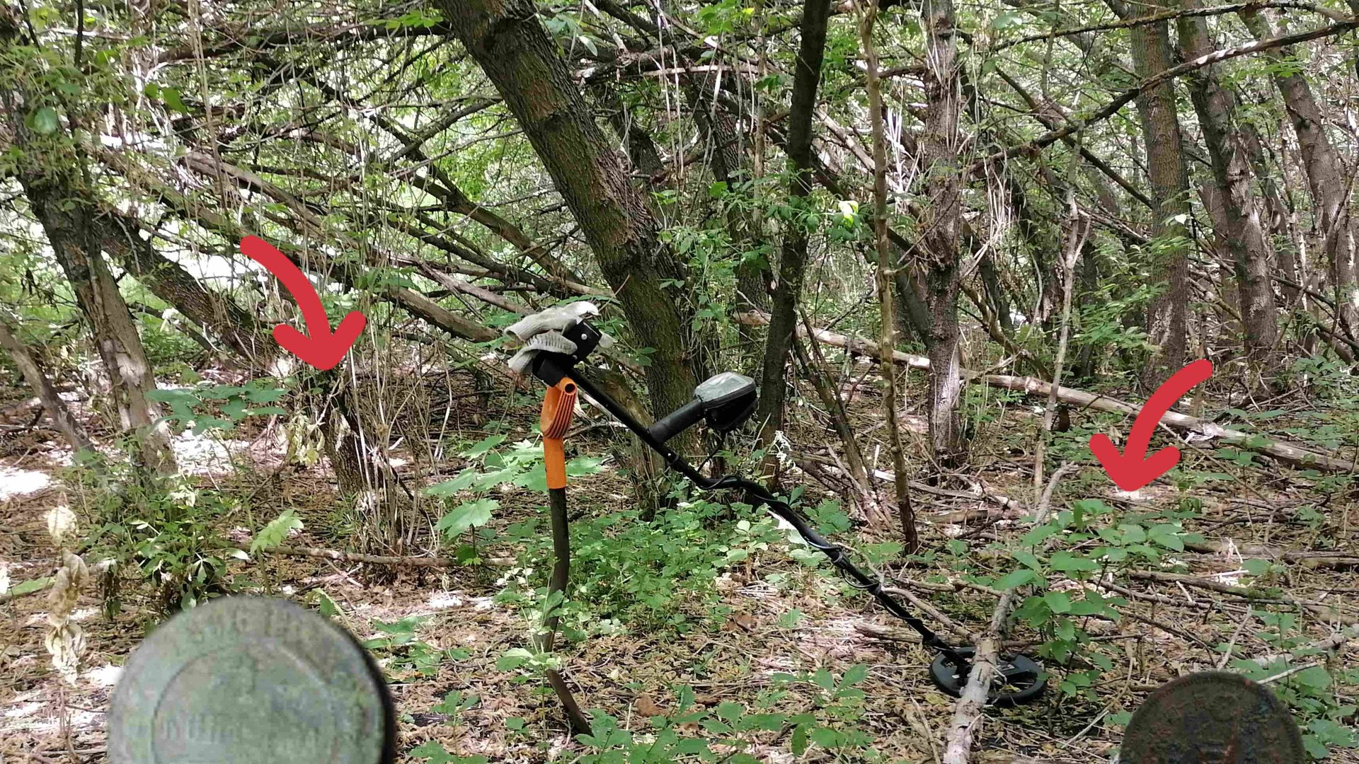 РАДИ ЭТИХ НАХОДОК ПРИШЛОСЬ ЛЕЗТЬ В САМЫЕ ЗАРОСЛИ.