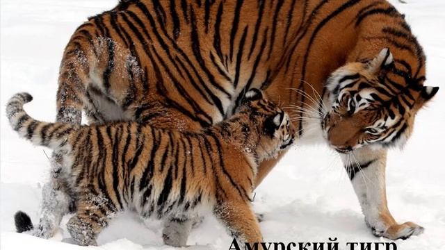 «Листая страницы Красной Книги» мультимедийный обзор (ОБО, СКДБ)