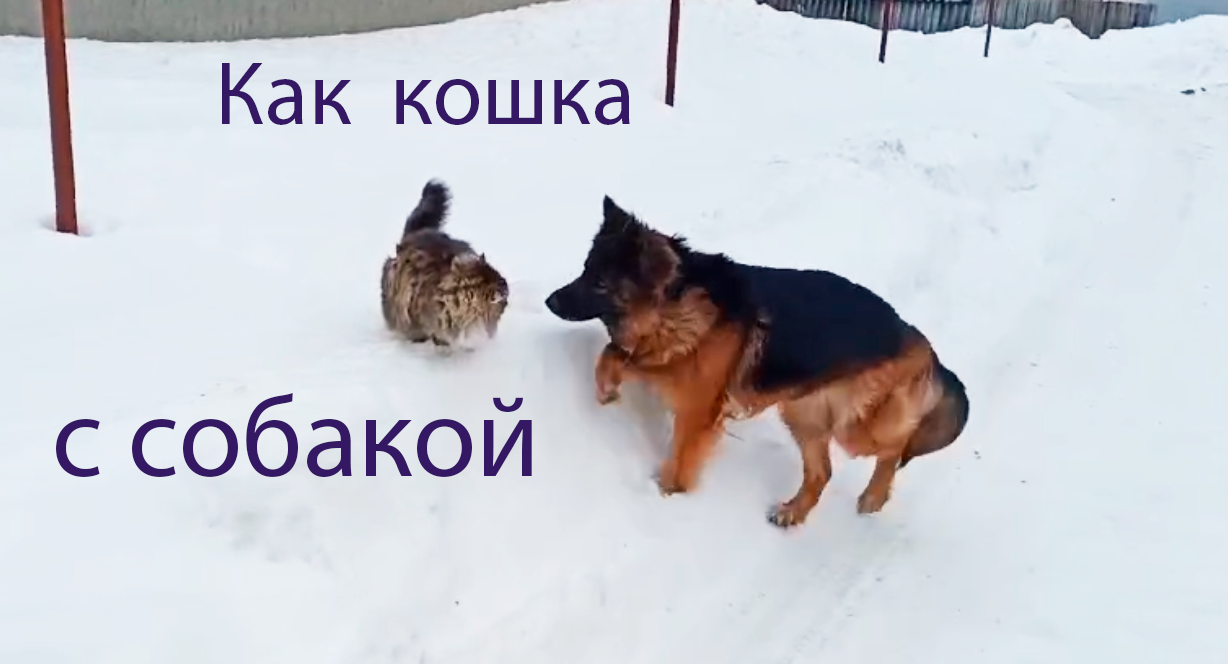 Как кошка с собакой