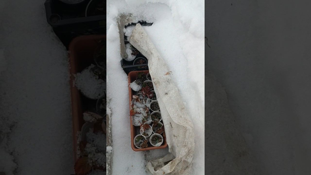 Рассада клубники в зимнем прикопе. Как сохранить саженцы клубники зимой?