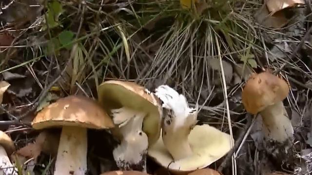 Грибов нынче там - хоть косою коси