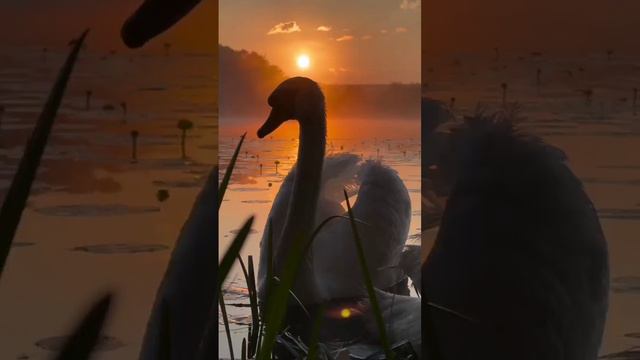 лебедь закат