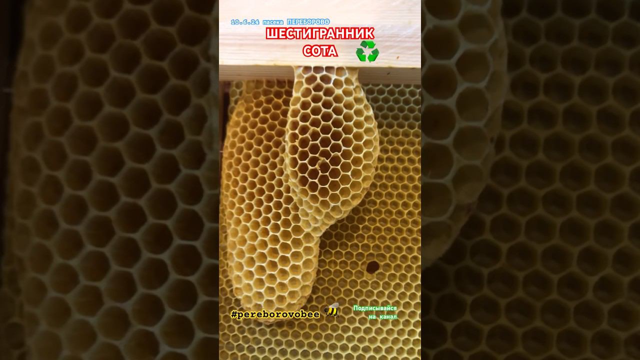 Шестигранник СОТА! ПАСЕКА! #pereborovobee #пасека #матковод #пчеловодство #воск #улей #bee #роение