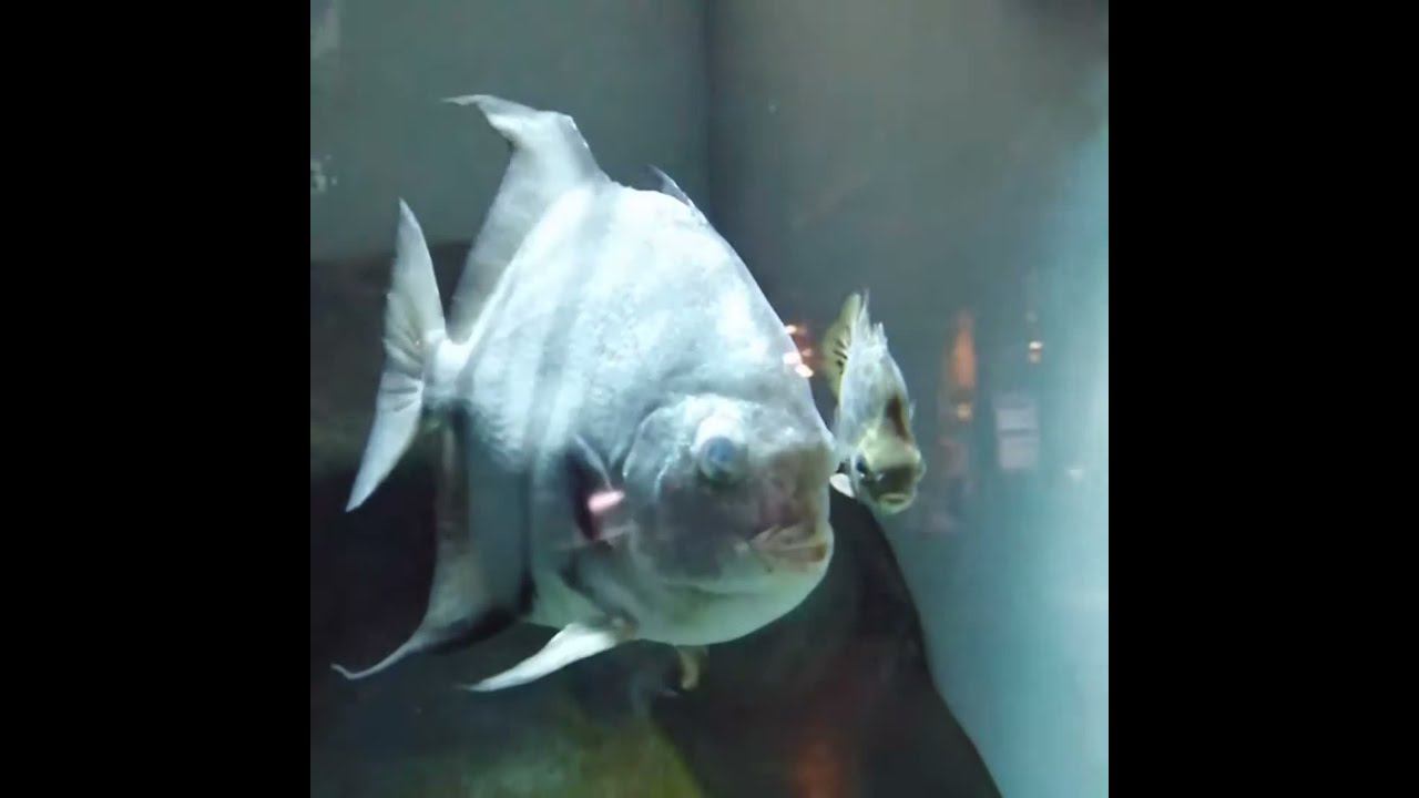 Тропические рыбки Подводные съемки. Аквариум