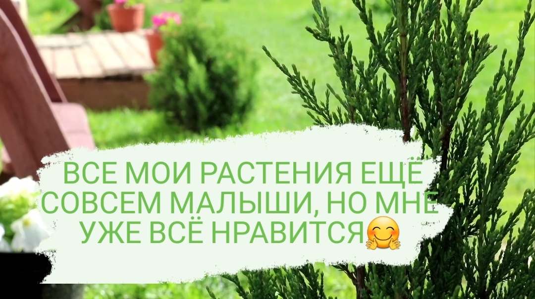 ВСЕ МОИ РАСТЕНИЯ ЕЩЁ СОВСЕМ МАЛЫШИ, НО МНЕ УЖЕ ВСЁ НРАВИТСЯ ?