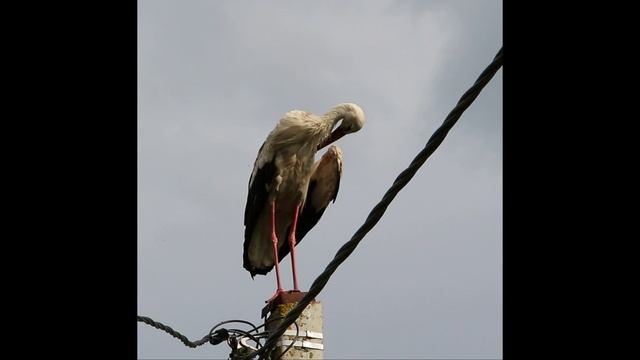 Неожиданный гость