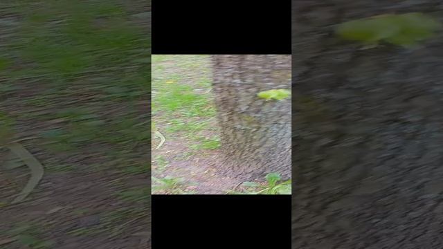 Павловск , СПБ ПИТЕР ТИПИЧНЫЙ ПИТЕР ЛЕТО ПРИРОДА