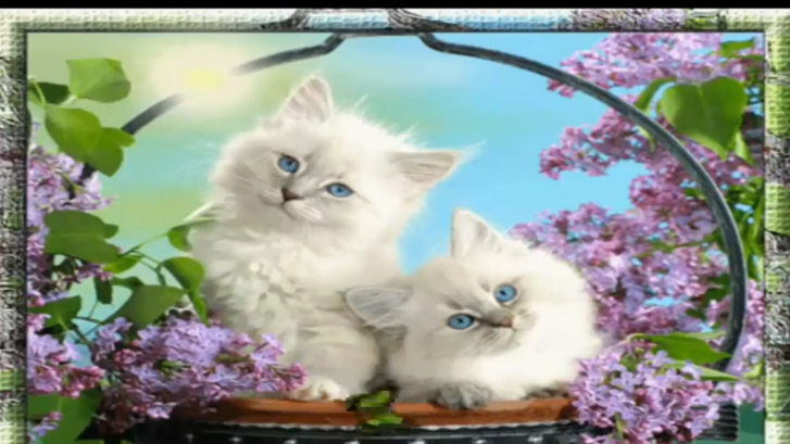 кошачьи  приколы