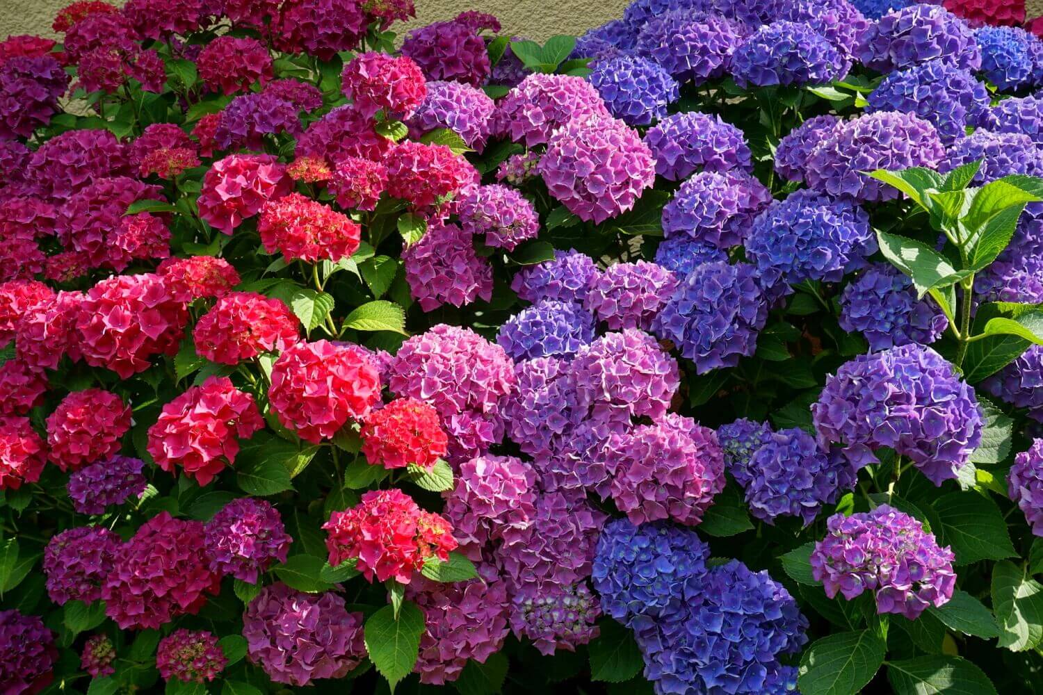 Виды гортензий, их отличия. Почва для посадки (Types of hydrangeas)