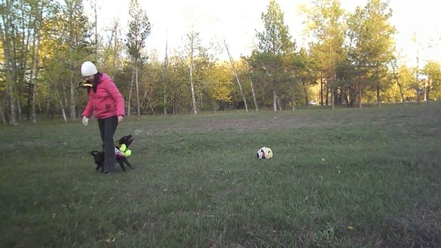 Стаффи Дива пиратский танец