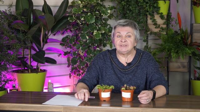 Ошибки При Выращивании Лимона дома ✔️ комнатный лимон из косточки