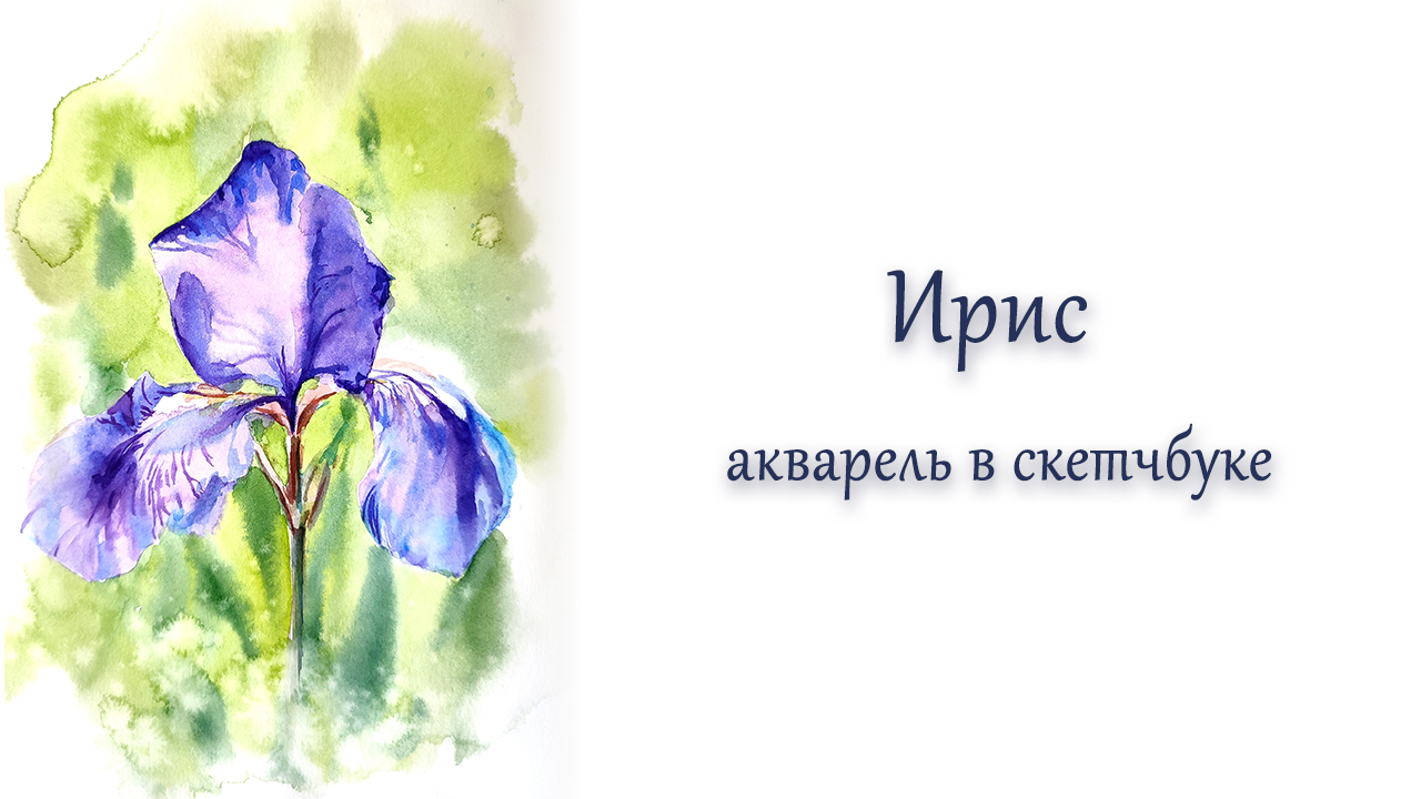 Мастер-класс по рисованию. Ирис акварелью.