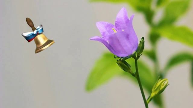 "Колокольчик и пчёлка" музыкальная  игра для летнего квеста в детском саду.