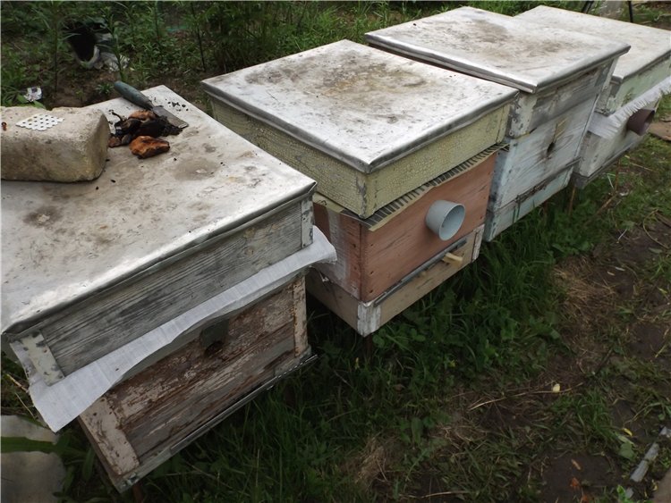 подготовка пчел к зиме после 20 сентября