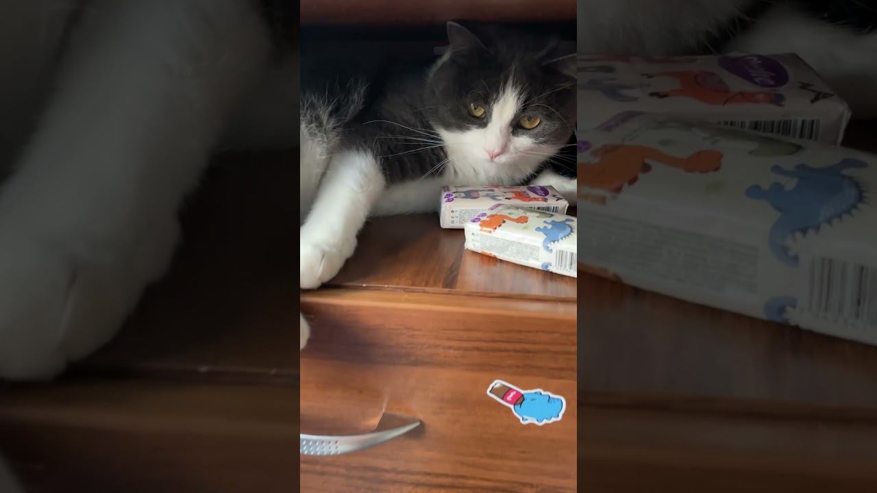 Кот, ты был найден! … не спрятаться,  не скрыться. #baby #asasha #шерлок #kotmyshka #shorts