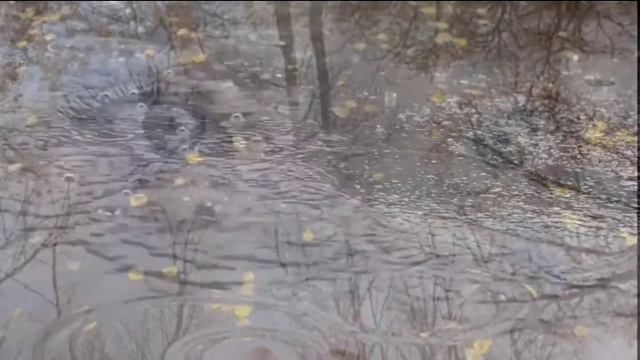 Мои стихи - Настали пасмурные сентябрьские дни.