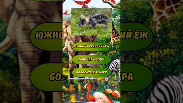 Короткая викторина "Угадай животное по фото" №3 / Тест на эрудицию