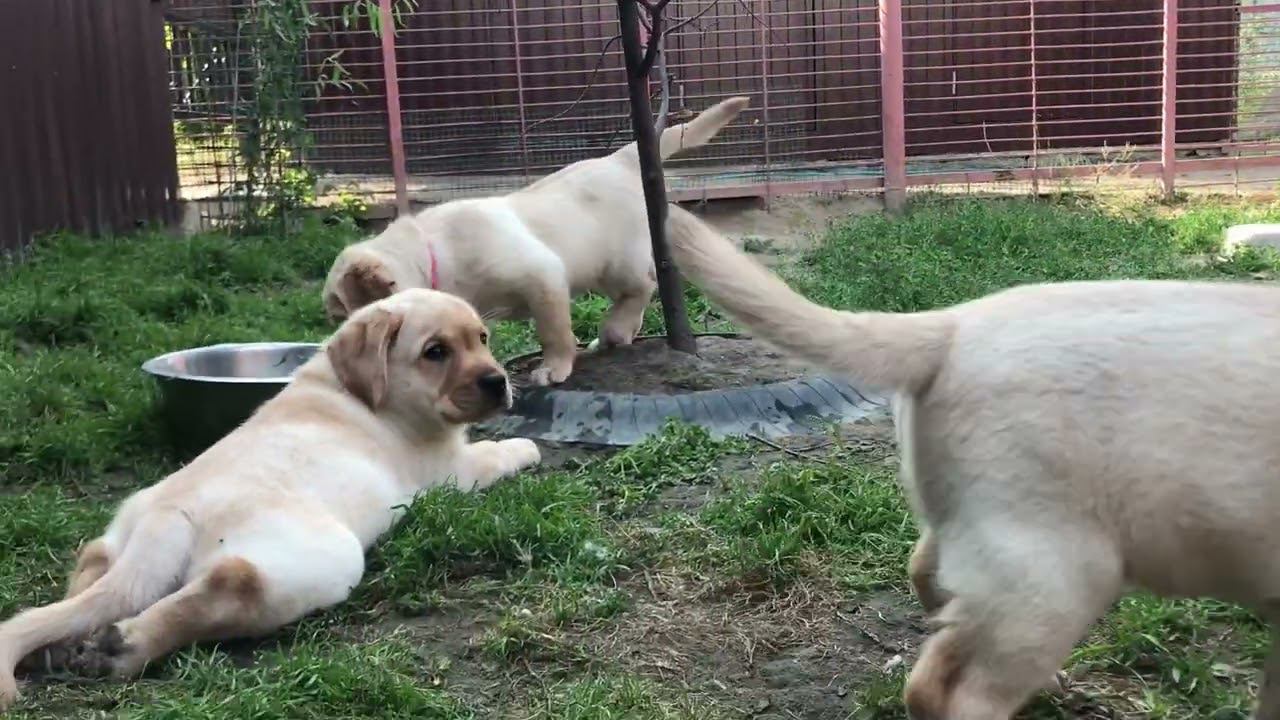 Домашнее видео / щенки «SHATSKIKH`S DOGS» / 2022г.  НОВОСИБИРСК / т. 8-962-831-94-91.