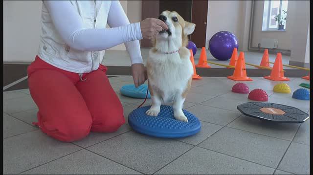 Дог-фитнес. Вельш корги пемброк. Тольятти, зима 2016.