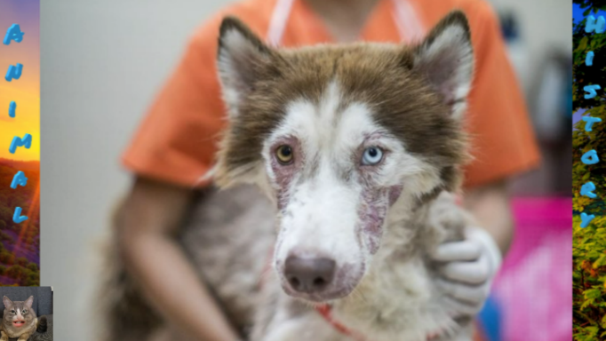 С хаски плохо обращались и выбросили на улицу