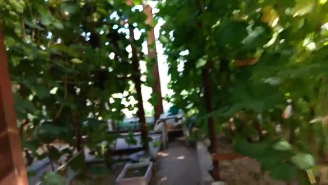 Экскурсия по виноградной теплице Попова А.В. Excursion in the grape greenhouse