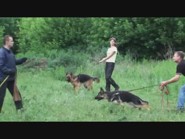 Тренировка по защите со щенками. Тольятти, июнь 2012.