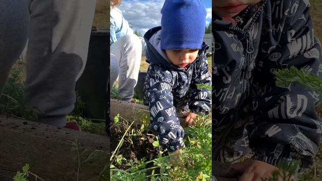 Малыш собирает морковку