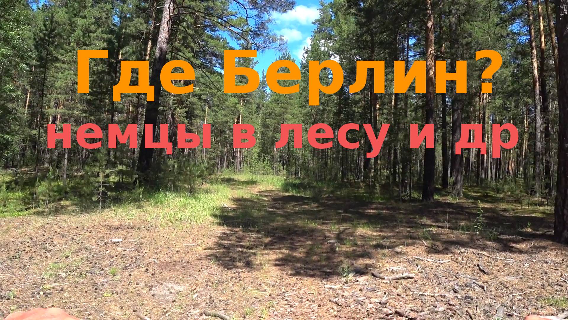 Забавные истории в лесу