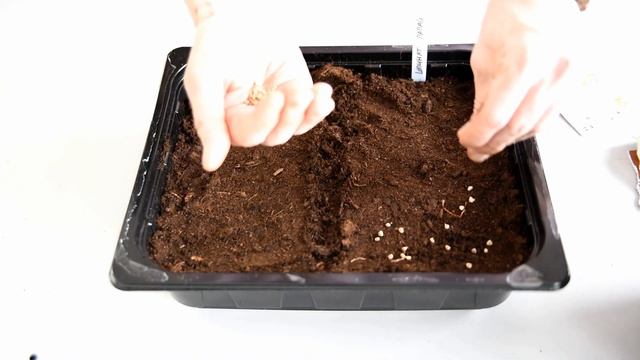 Свежая зелень на подоконнике зимой и ранней весной