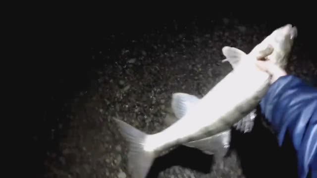 100% СПОСОБ ПОЙМАТЬ СУДАКА ОКУНЯ ЩУКУ С БЕРЕГА БЕЗ СПИННИНГА!