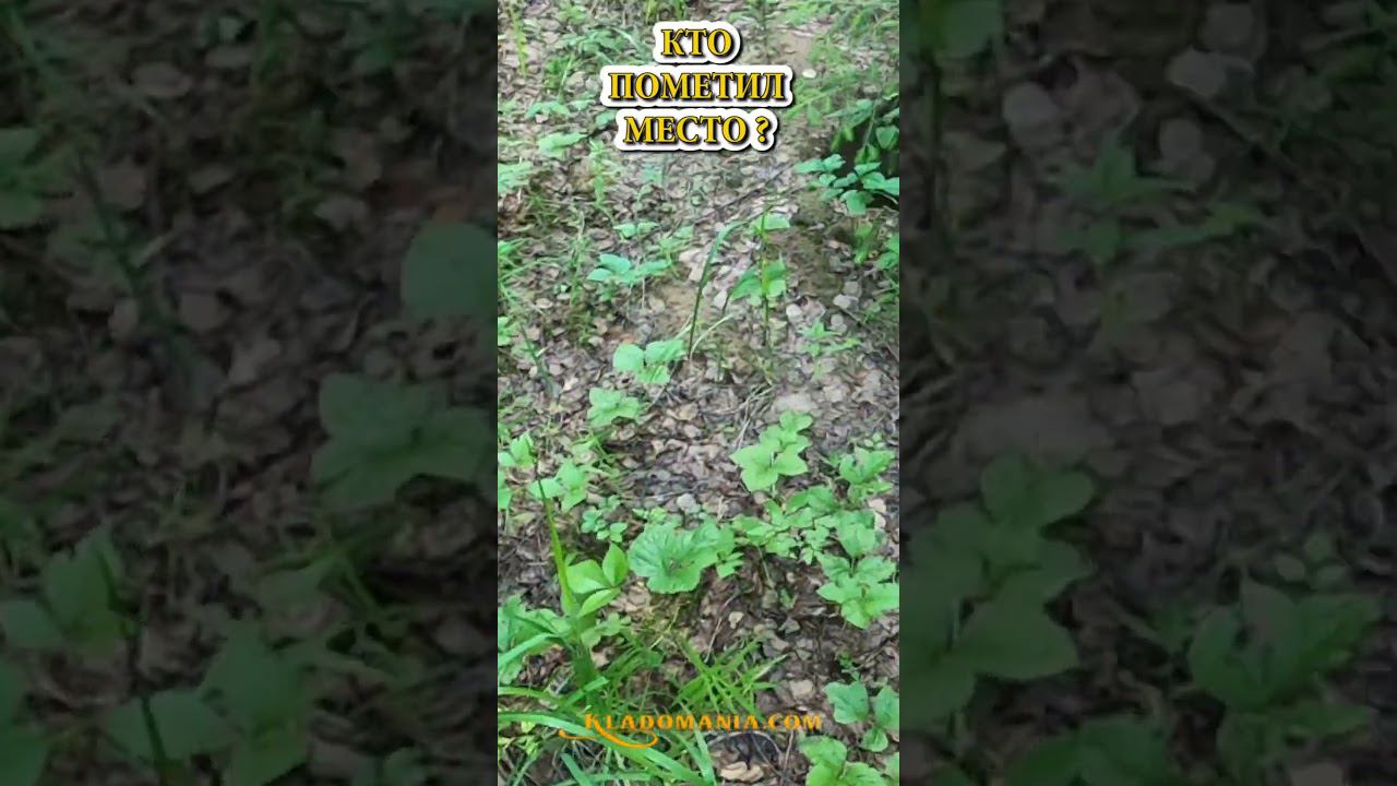 Я ЗНАЮ КТО МЕТИТ ЛЕС, не закапывая ЯМЫ #shorts