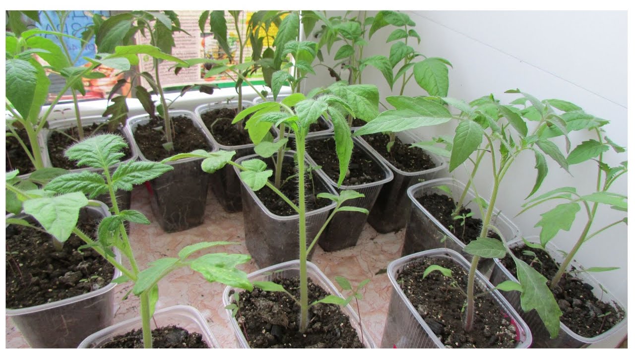 ОБЗОР РАССАДЫ ЧАСТЬ 2. 2021 год.