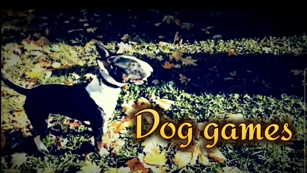 Dog games. Slow motion
Пэри - минибультерьер