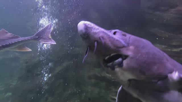 Крокус Сити Океанариум. Красногорск.