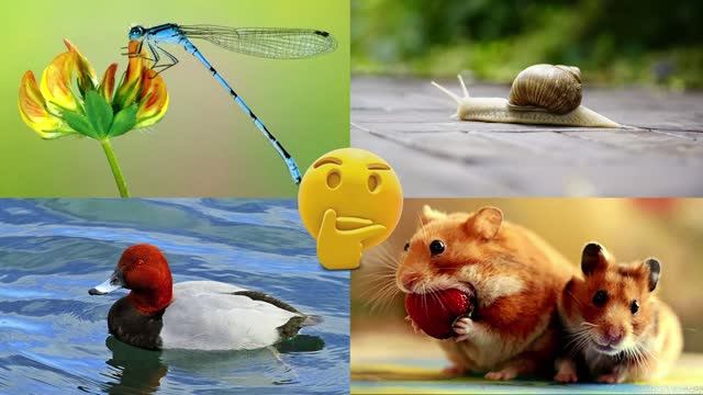 Развивающее видео для детей про животных | Угадай, где правильный ответ! | Выпуск 18