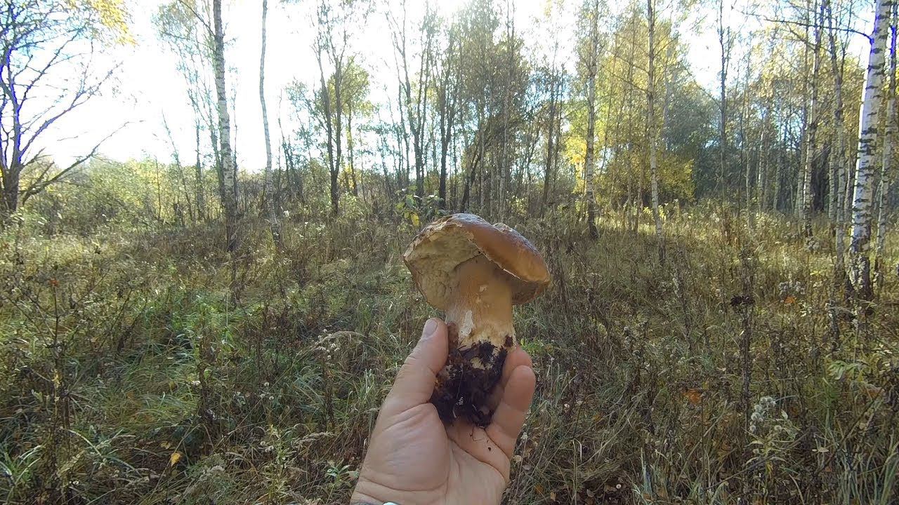 В поисках грибов. Боровики и мухоморы