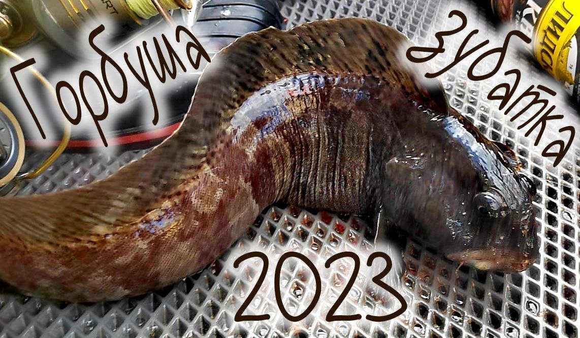 Горбуша 2023, рыбалка на Белом море, треска , селёдка , Pink salmon 2023, fishing on the White Sea