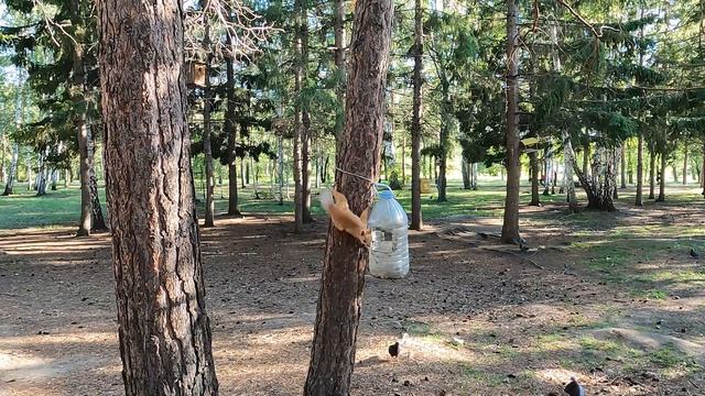 Озеро в парке 30-летия ВЛКСМ, г.Омск.