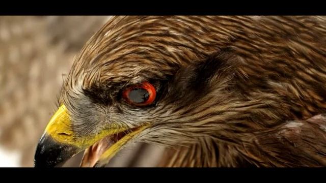 "Цыплёнок и одуванчики"