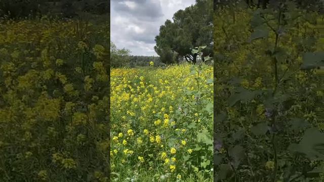 Так цветет горчица! Целое поле!!! Израиль